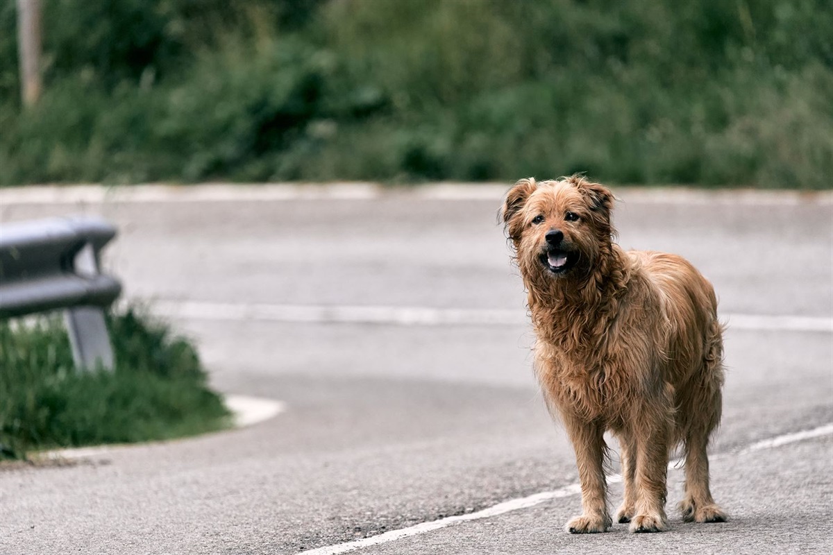 Lost and Wandering animals | Gympie Regional Council