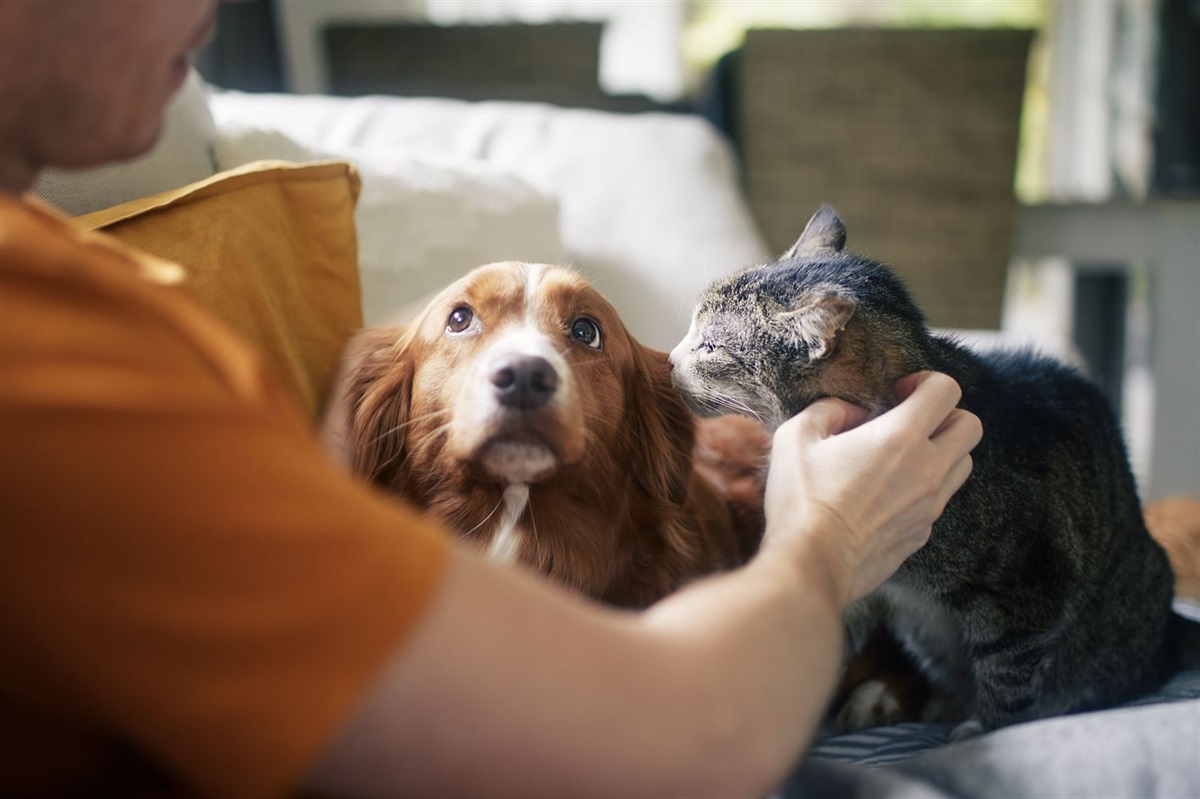 Pets and Livestock | Gympie Regional Council